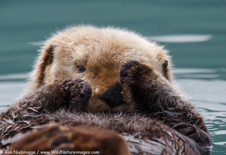 Peak a Boo Sea Otter - Photo Blog - Niebrugge Images