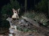 Ringtail - Photo Blog - Niebrugge Images