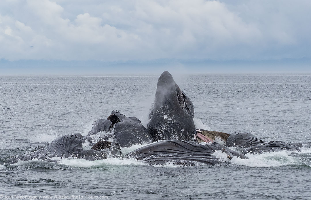 Humpbacks - Photo Blog - Niebrugge Images