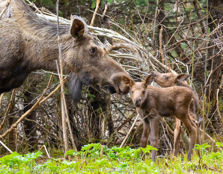 Moose Twins and Mom - Photo Blog - Niebrugge Images