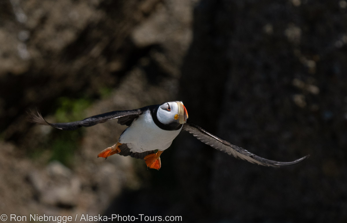 Flying Puffin! - Photo Blog - Niebrugge Images