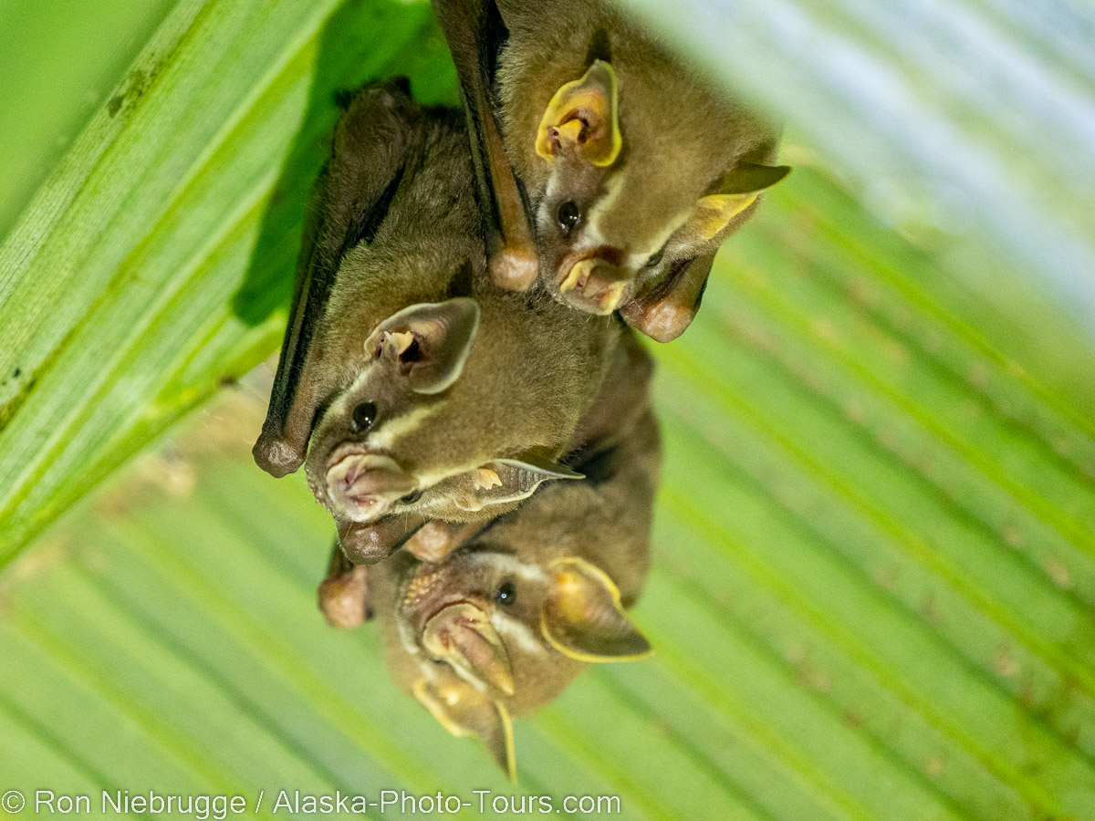 Tent-making Bats - Photo Blog - Niebrugge Images
