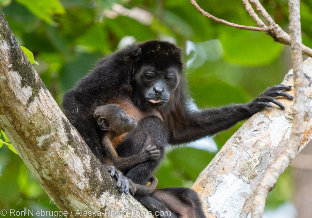 Mantled Howler Monkey - Photo Blog - Niebrugge Images