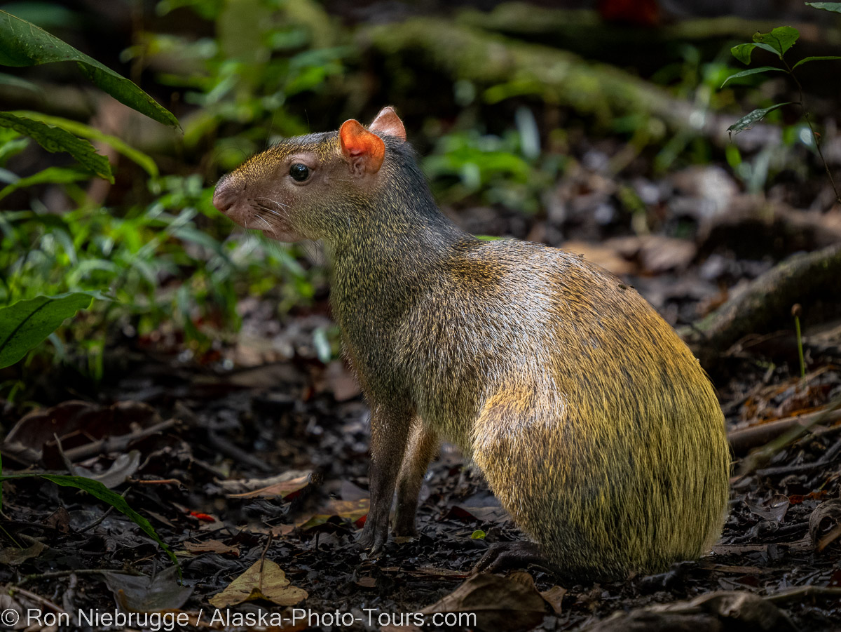 Photos Archives - Photo Blog - Niebrugge Images