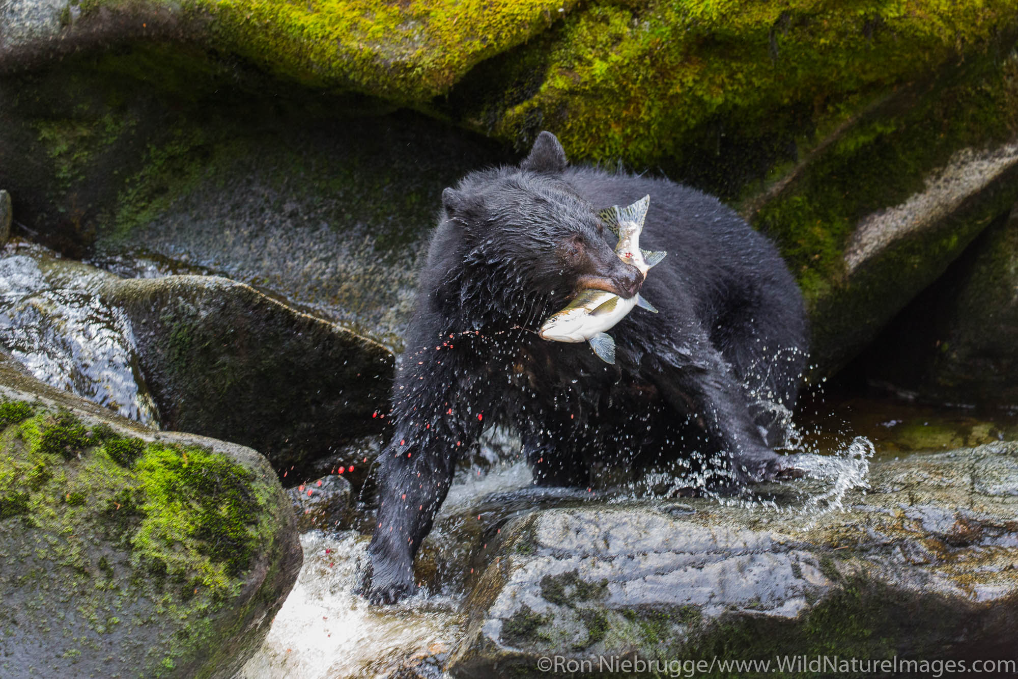 Anan Bear Photo Tour - Photo Blog - Niebrugge Images