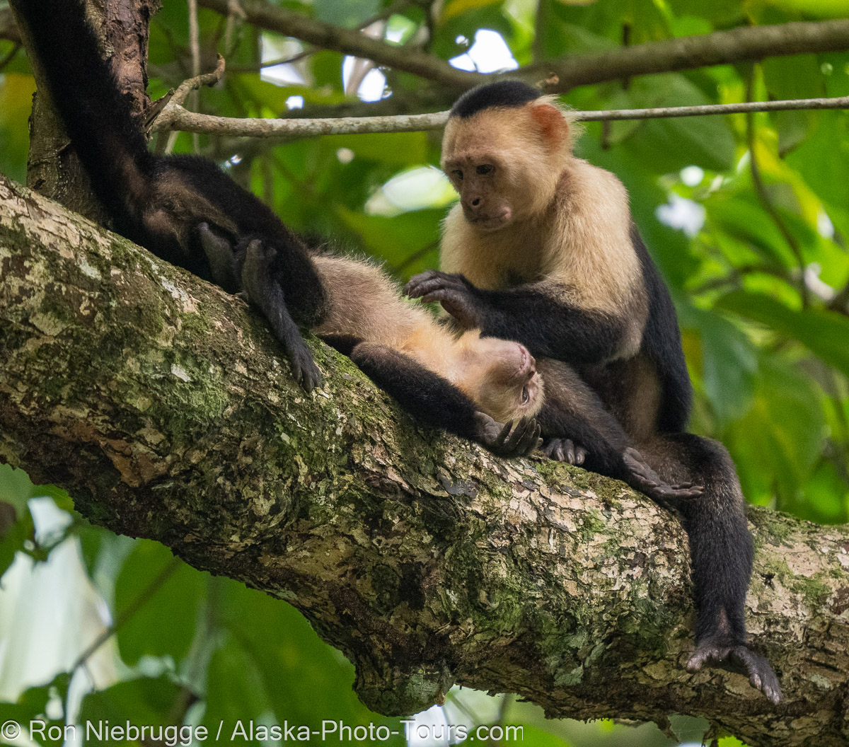 White-faced Capuchin Monkeys - Photo Blog - Niebrugge Images