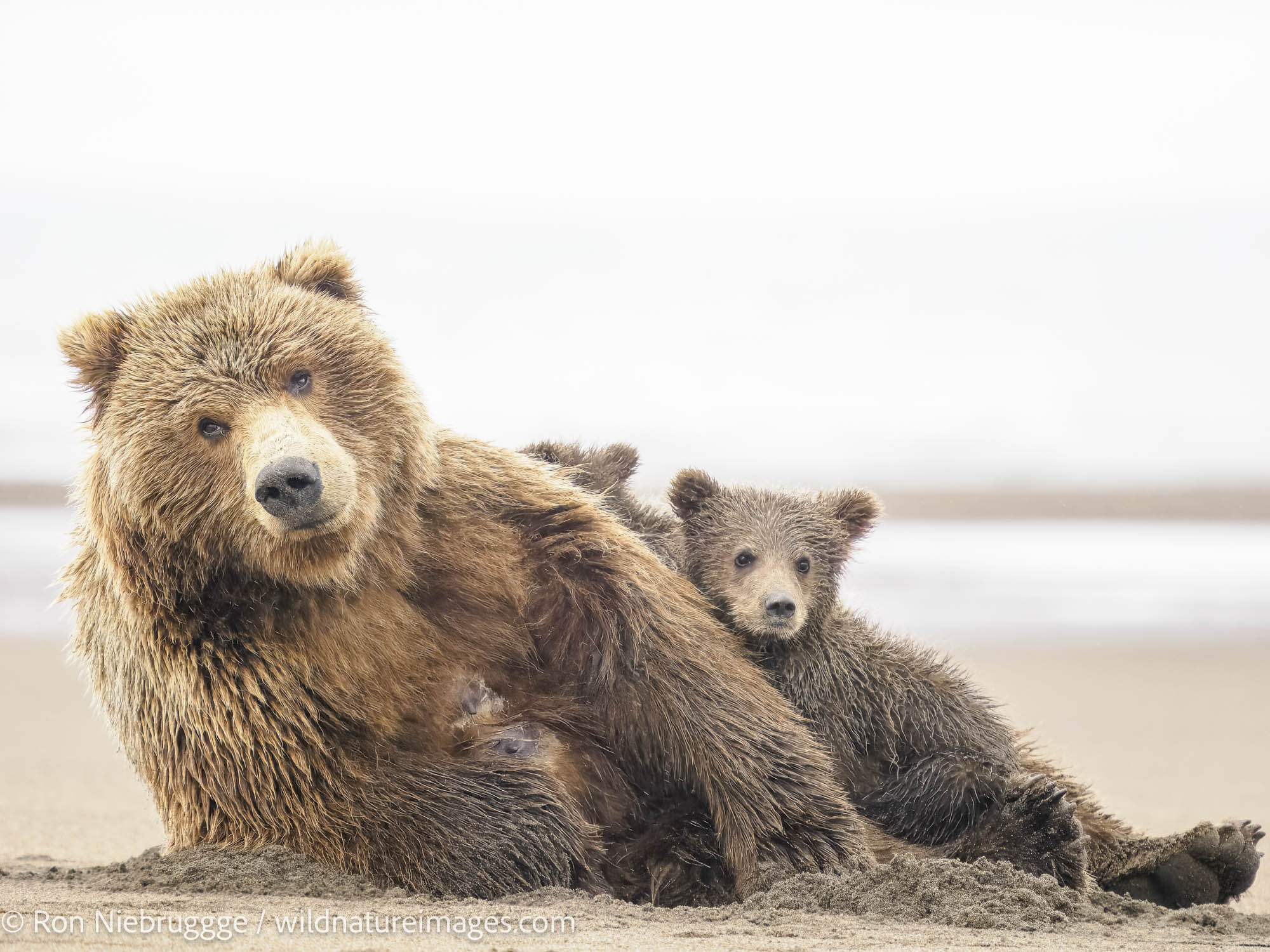 Brown Bear Family - Photo Blog - Niebrugge Images